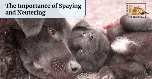 The Importance of Spaying and Neutering: Preventing Overpopulation and ...